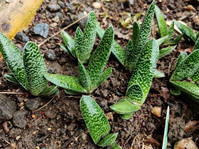 Gasteria maculata (Gasteria Bicolor) - Succulent Garden Tips