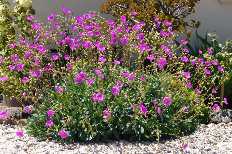 Calandrinia spectabilis (Rock Purslane Succulent)