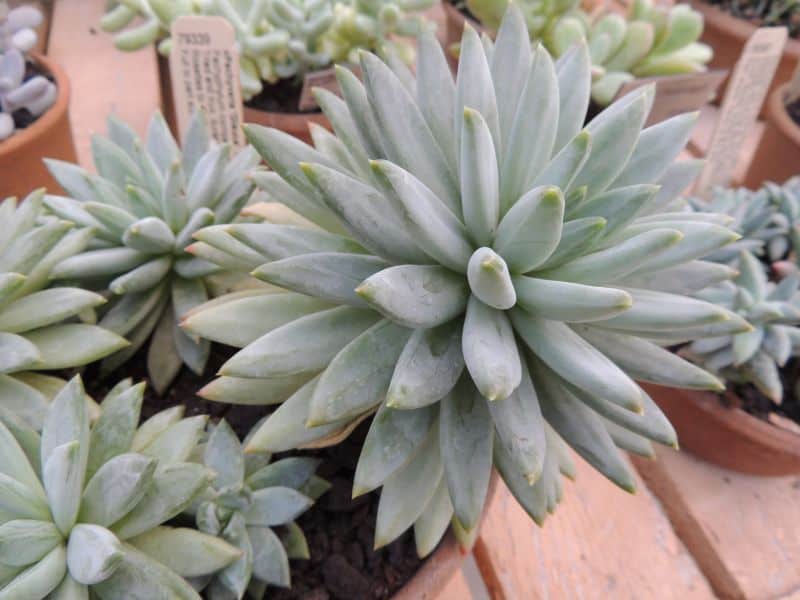 Little Jewel Succulent Care (Pachyveria glauca)