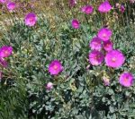 Calandrinia spectabilis (Rock Purslane Succulent)
