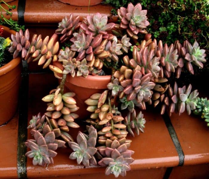 Graptosedum Vera Higgins