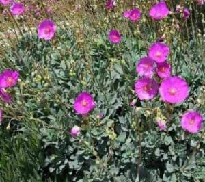 Calandrinia spectabilis (Rock Purslane Succulent)