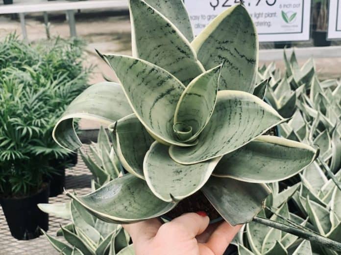 Sansevieria Night Owl (Night Owl Snake Plant)