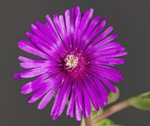 Delosperma cooperi (Cooper's Ice Plant Succulent)