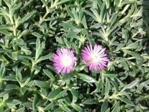 Delosperma cooperi (Cooper's Ice Plant Succulent)