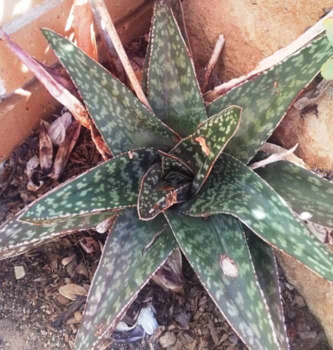 Gasteria Excelsa Care (Thicket Gasteria)