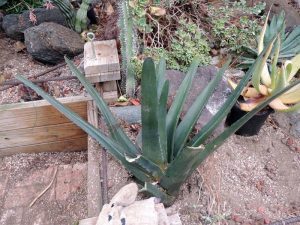Gasteria Excelsa Care (Thicket Gasteria)