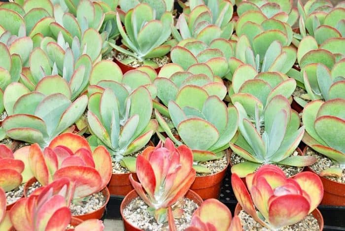 Kalanchoe Thyrsiflora Care (Flapjack Plant) - Succulent Garden Tips