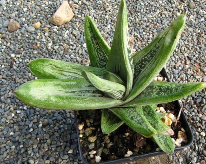 Gasteria Little Warty Succulent (Lawyer’s Tongue)