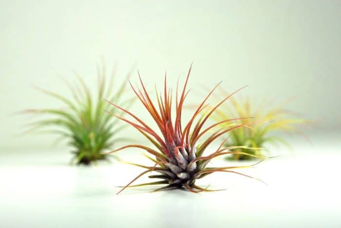 Air Fern Care Tips - Succulent Garden Tips