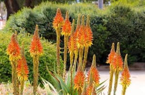 Aloe microstigma (Cape Speckled Aloe) - Succulent Garden Tips