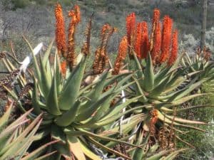 Aloe ferox (Cape Aloe) - Succulent Garden Tips