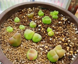 Conophytum maughanii - Succulent Garden Tips