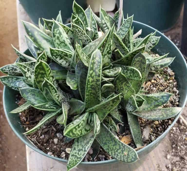 Gasteria Liliputana (Dwarf Ox Tongue Succulent)