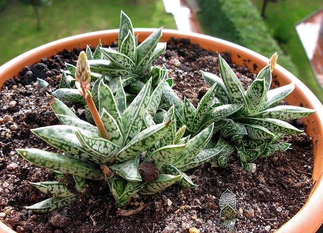 Gasteria Liliputana (Dwarf Ox Tongue Succulent)