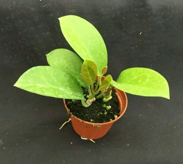 Hoya Keysii: Propagation And Care Tips