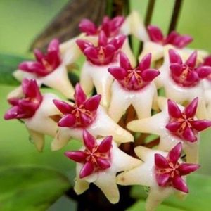 Hoya Patricia Care And Propagation Tips