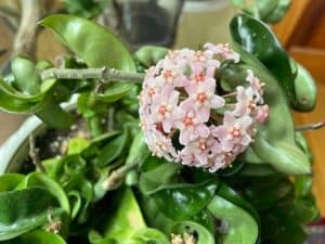 Hoya Rachel Plant Propagation Tips - Succulent Garden Tips