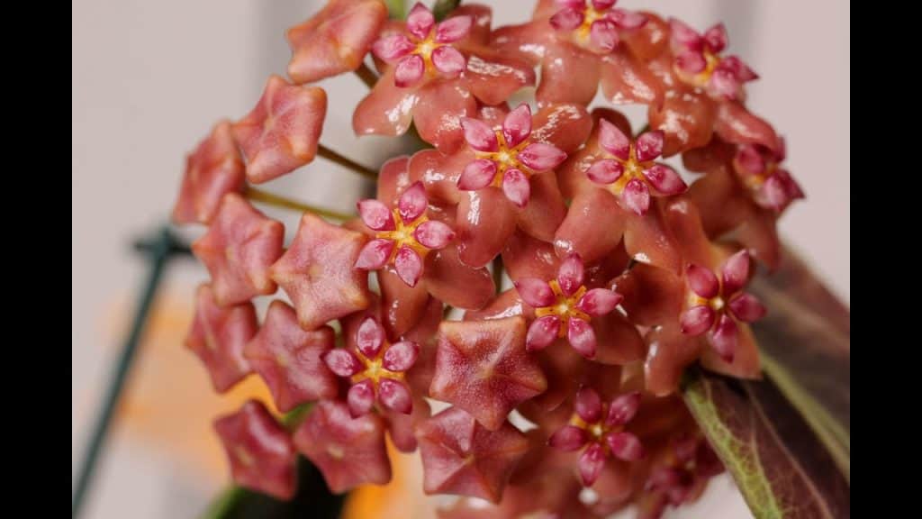 Hoya Rachel Plant Propagation Tips - Succulent Garden Tips