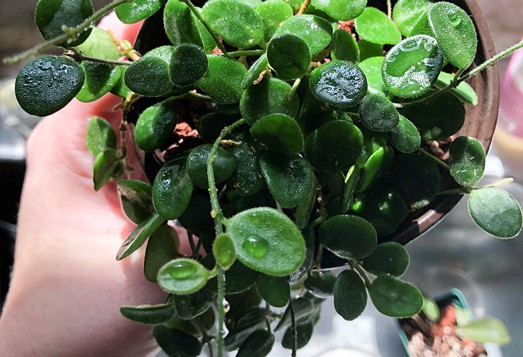 Hoya Rachel Plant Propagation Tips - Succulent Garden Tips