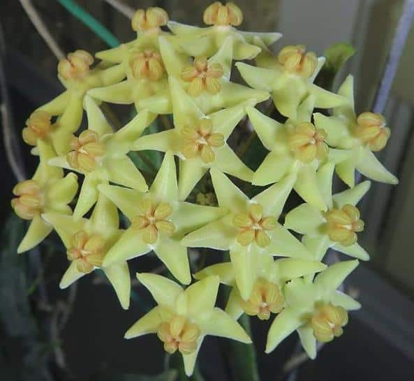 Hoya villosa (The Rare Houseplant) - Succulent Garden Tips