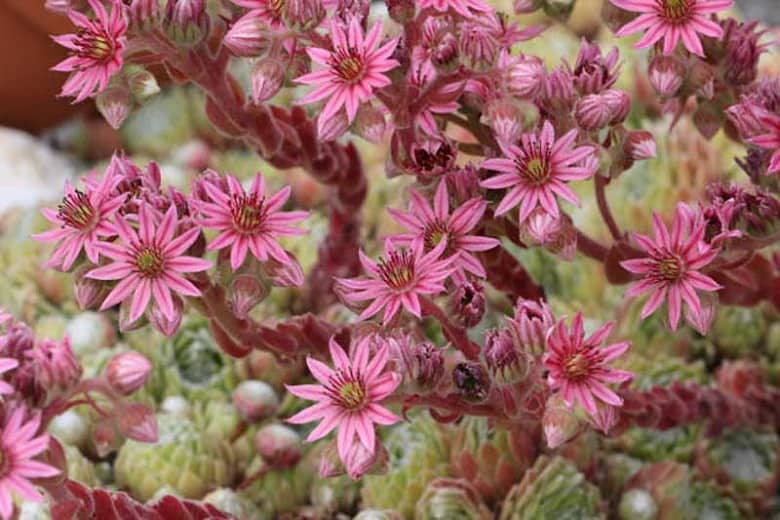 Sempervivum arachnoideum (Cobweb Succulent)