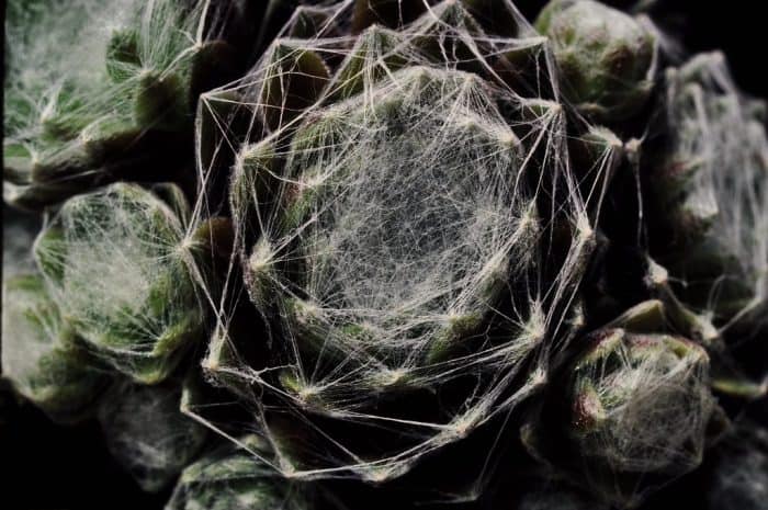 Sempervivum arachnoideum (Cobweb Succulent)