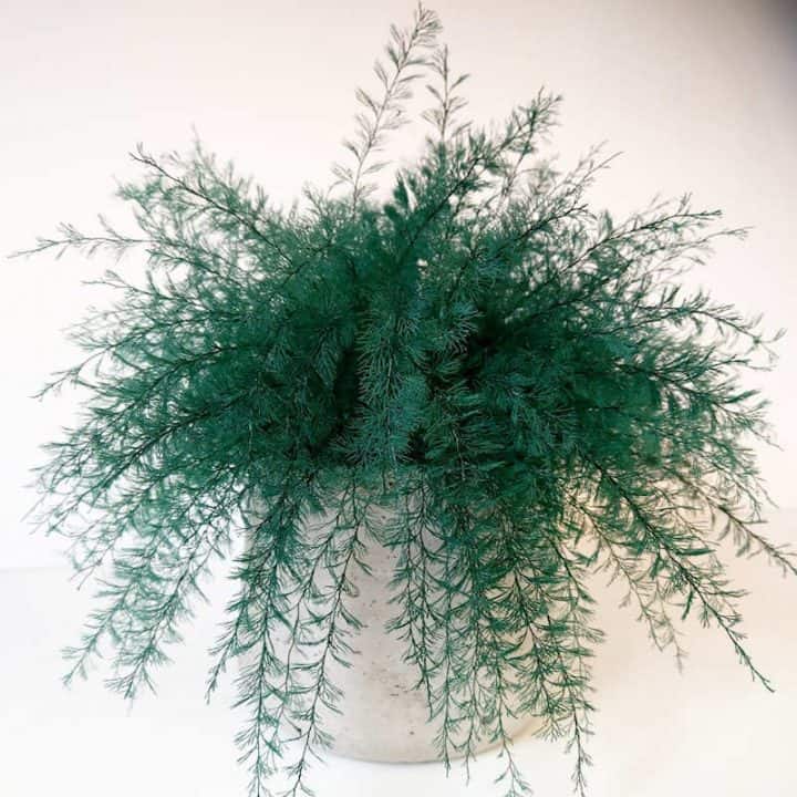 Air Fern Care And Propagation Guide - Succulent Garden Tips